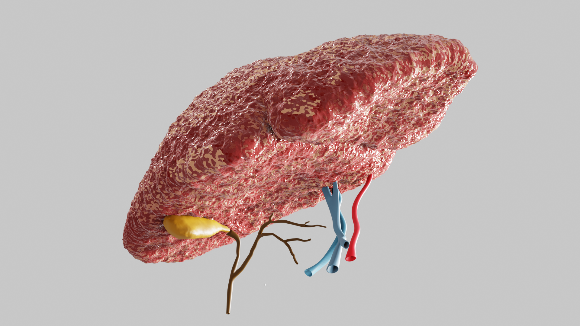 Ronny Ghaida Portfolio!